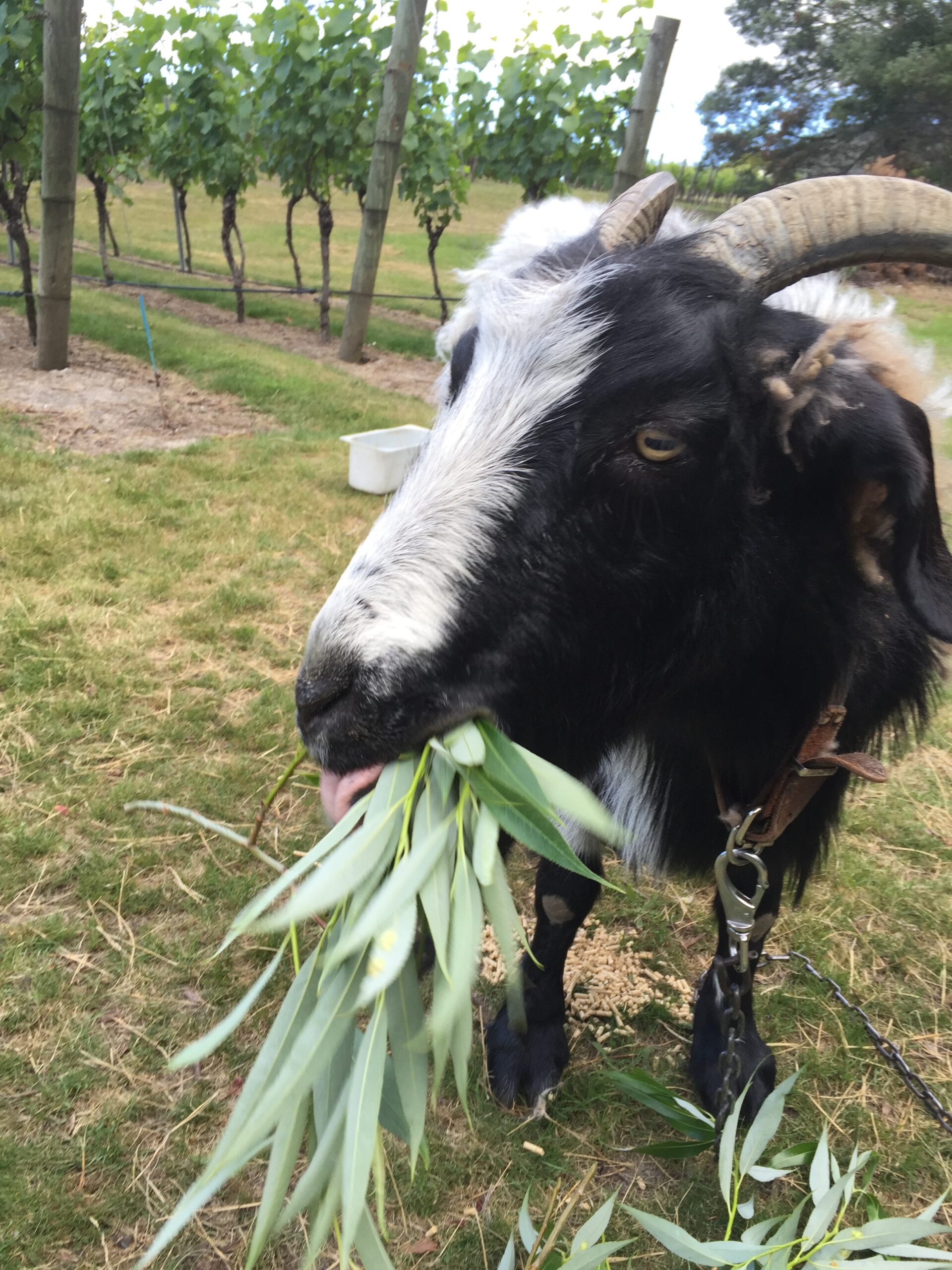 Crack Willow removal!